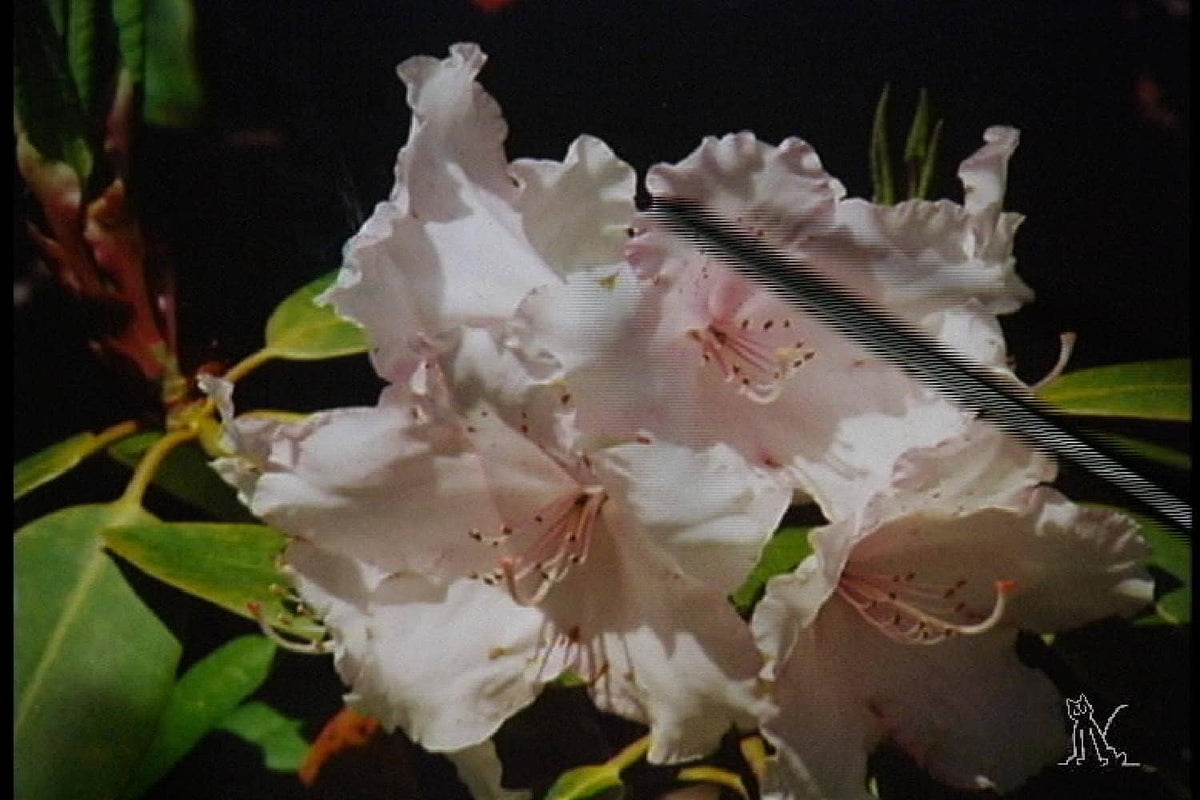 Arleta Pech: Pure Color Glazing in Watercolor - PaintTube.tv