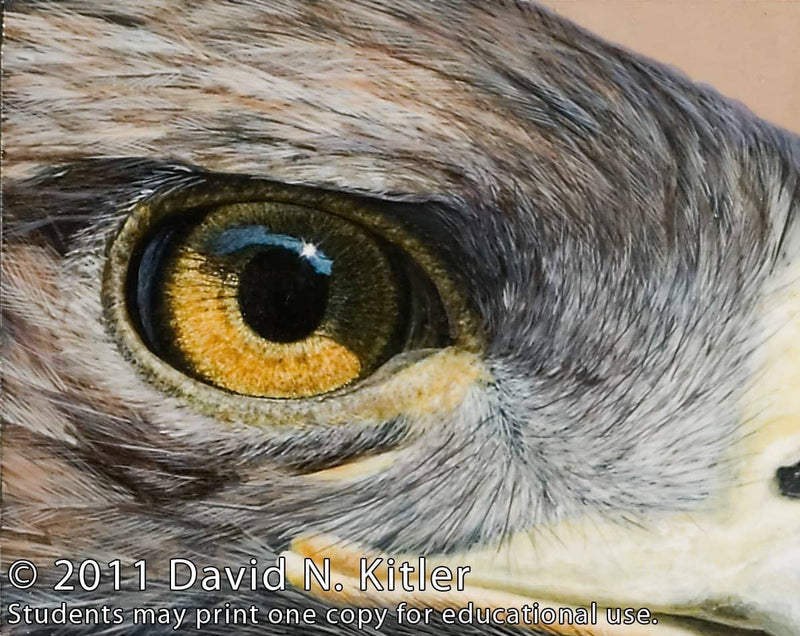 David N. Kitler: Painting Nature's Textures in Acrylics - PaintTube.tv